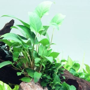 Tropica Plants UK | Tropica Aquarium Plants | No 1 UK Supplier