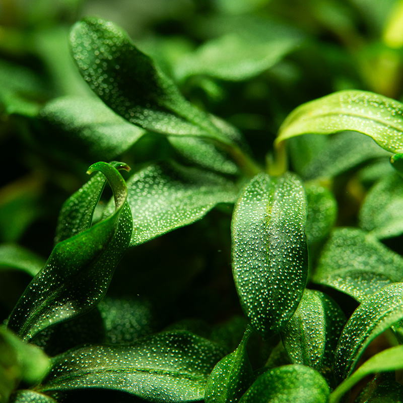 Bucephalandra ‘Needle Leaf’ ( 1-2-Grow ) – Java Plants