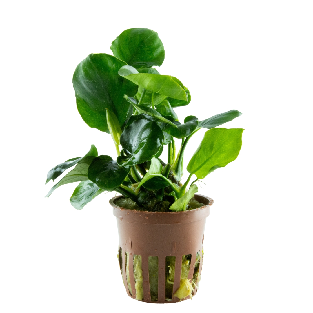 Anubias barteri 'Coin Leaf' Online | Aquarium plants UK | Aquatic Plants