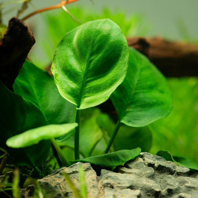 Anubias barteri ‘Coin Leaf’ – Java Plants